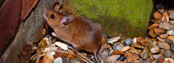 Mus i Norge: De vanligste typene mus | Noragent AS